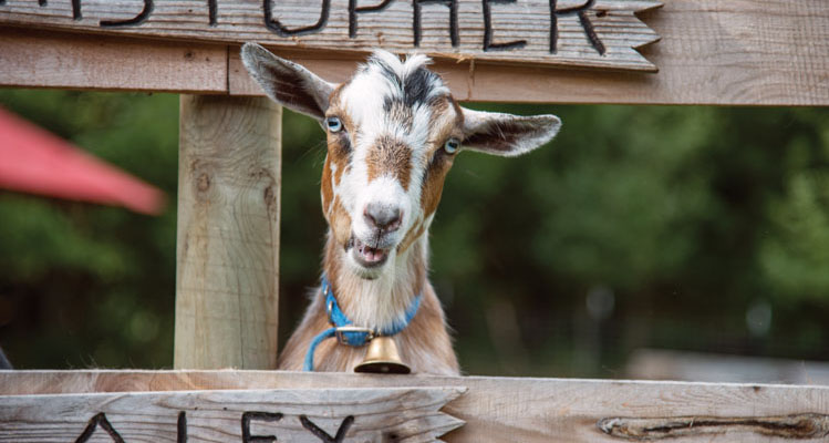 Our Goat Renaissance