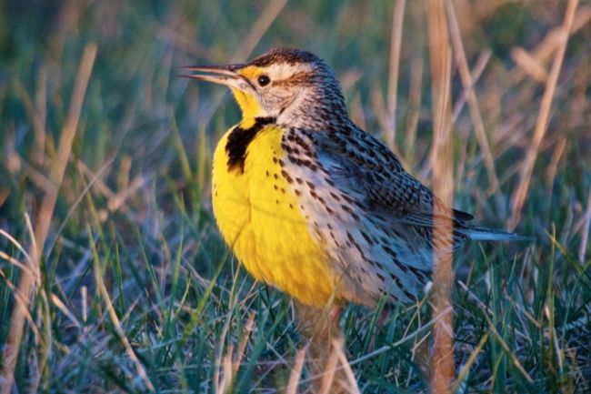 Meadowlarks Sing Spring's Sweet Song