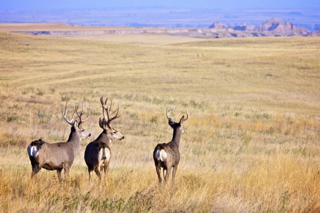 Shooting the Great Wide Open