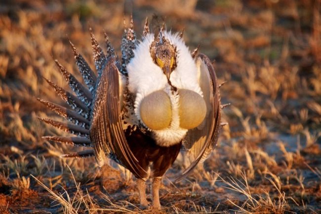 Sage Grouse: Living on the Edge