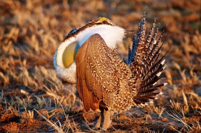 Sage Grouse: Living on the Edge