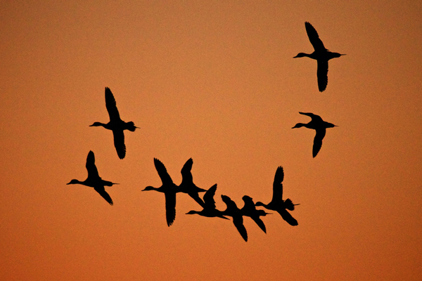 Silver Lake Wildlife