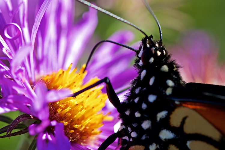 The Color of September