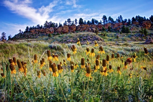 Harding County Treasures