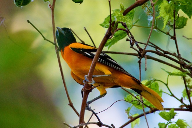 Enticing the Oriole
