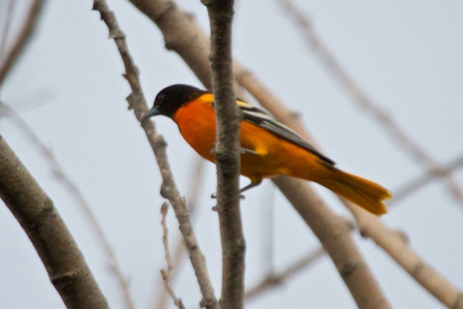 Enticing the Oriole