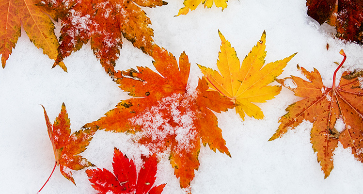 In a Thanksgiving Mood