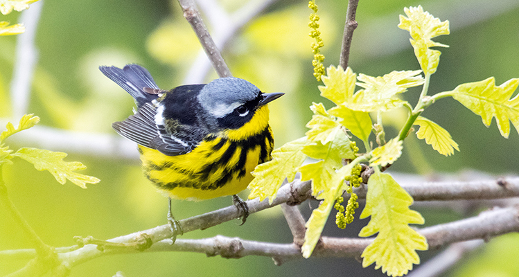 Spring Warbler Roundup
