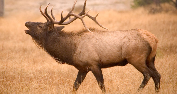 Elk Magic