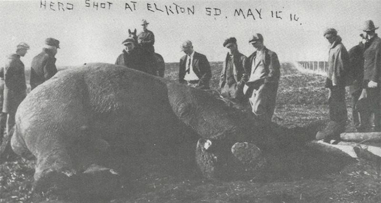 Elephant Rebellion in Elkton